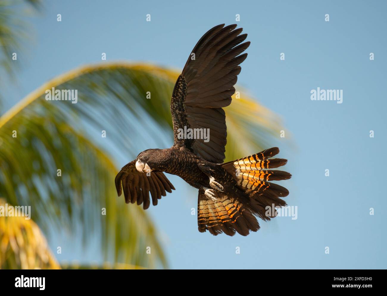 Red tailed black cockatoo in flight in far north Queensland,Australia ...