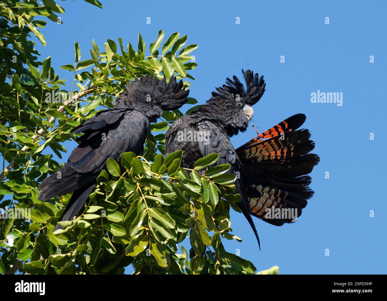 Red tailed black cockatoos in north Queensland, Australia Stock Photo ...