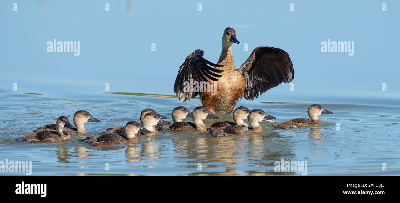 A family of grey teal ducks in a lagoon in far north Queensland ...