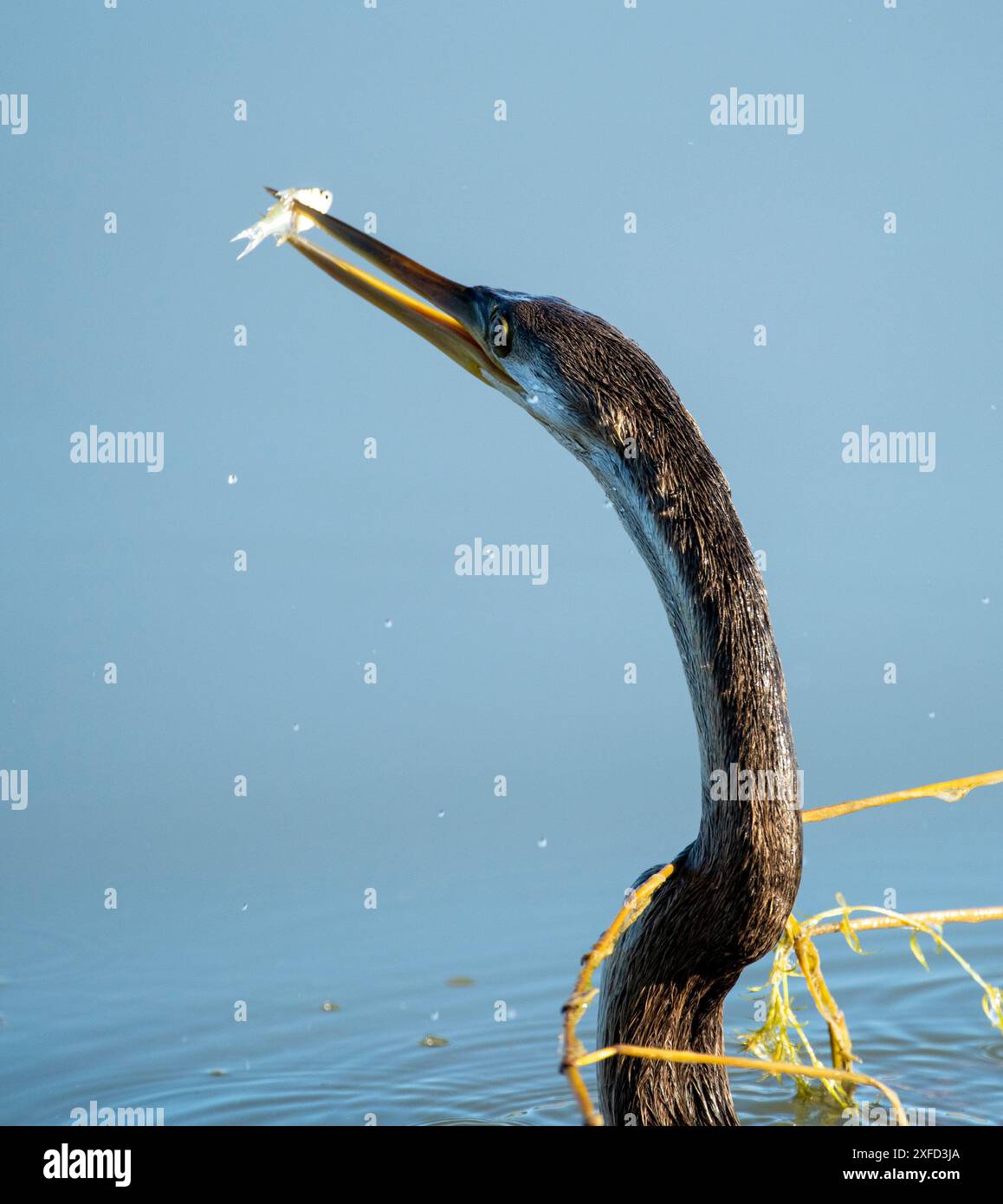 Australian darter catching fish in a lagoon in far north Queensland ...