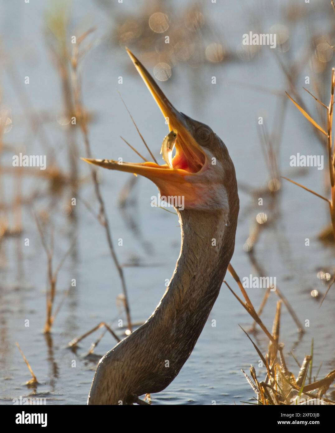 Australian darter catching fish in a lagoon in far north Queensland ...