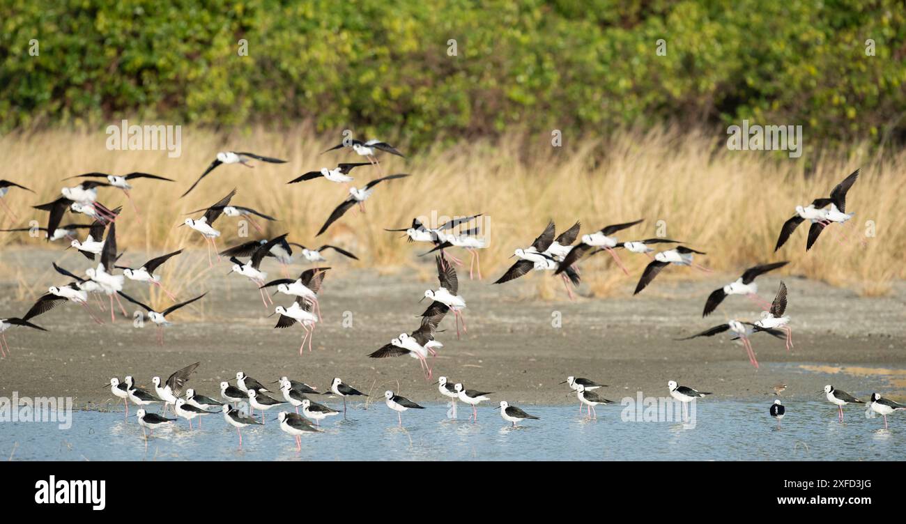 Black winged stilts in flight in northern Australia Stock Photo - Alamy