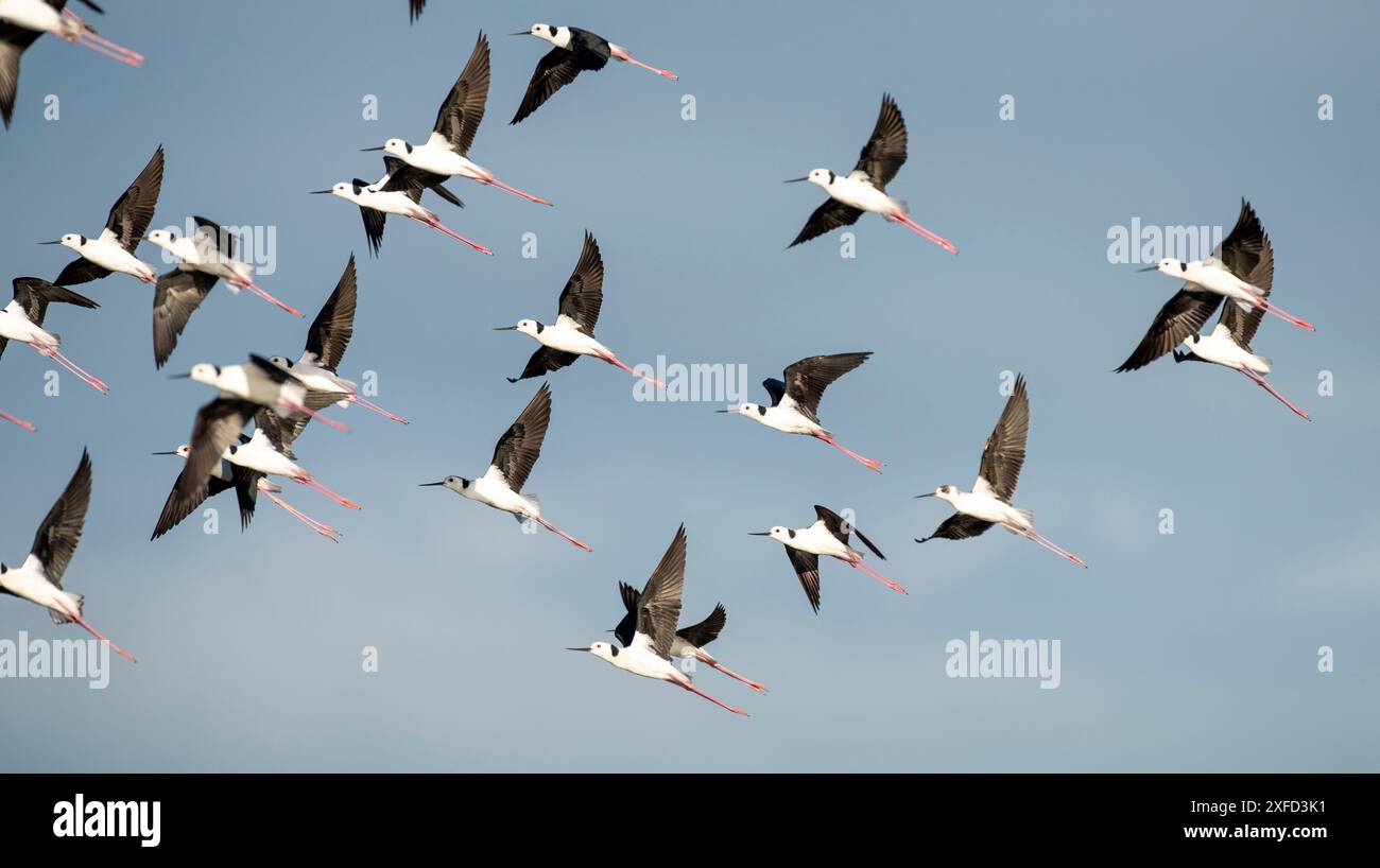 Black winged stilts in flight in northern Australia Stock Photo - Alamy
