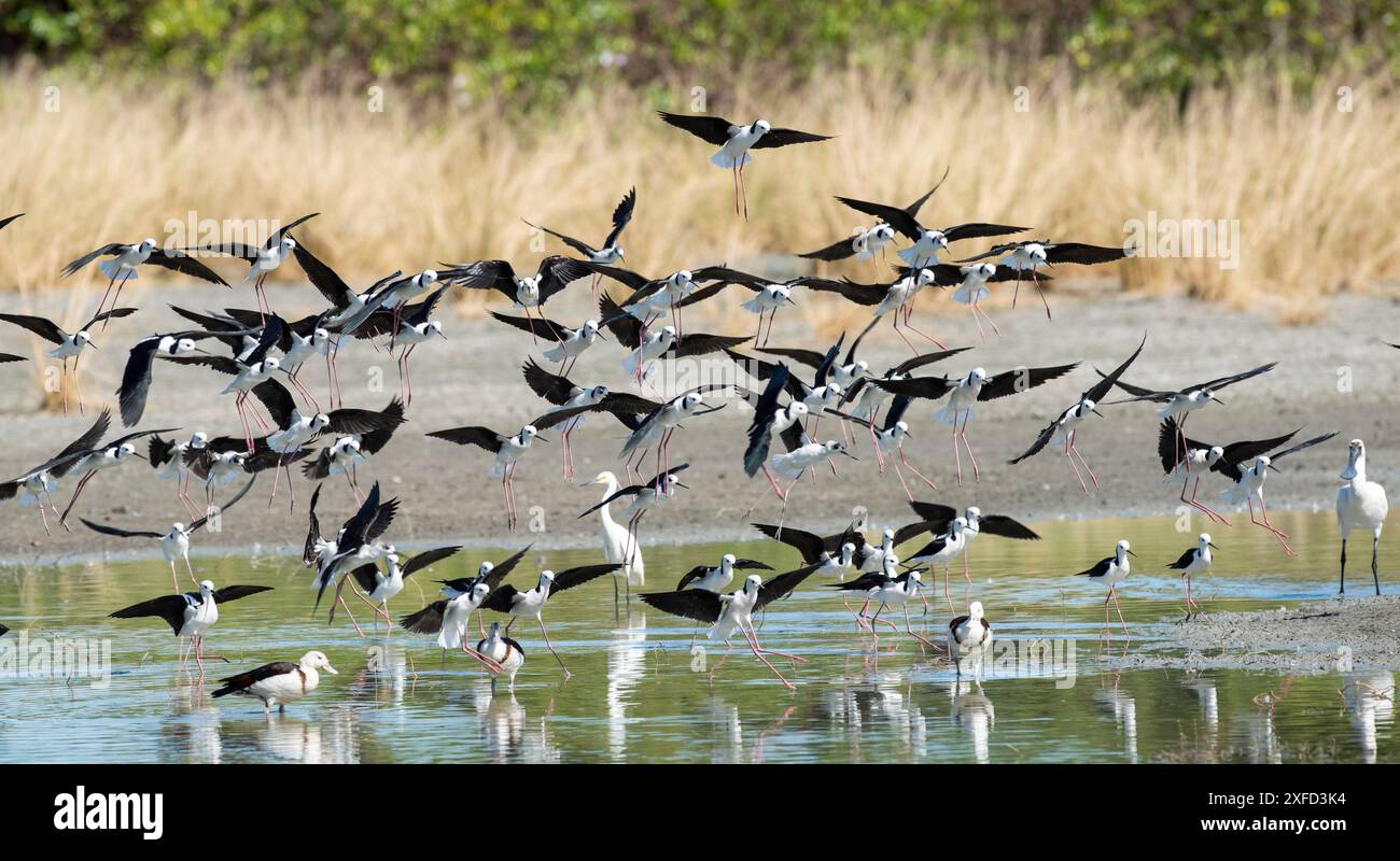 Black winged stilts in flight in northern Australia Stock Photo - Alamy