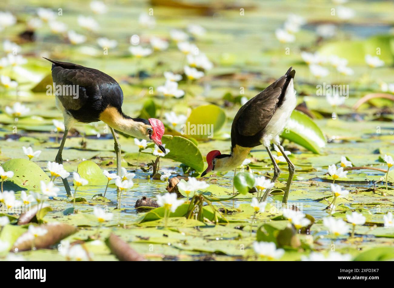 Comb crested jacana in Leichhardt lagoon in far north tropical ...