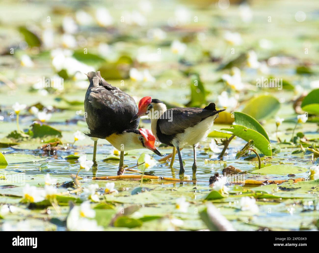 Comb crested jacana in Leichhardt lagoon in far north tropical ...
