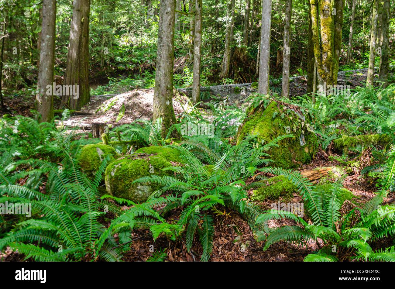 Inside a dense pine tree forest with streams, large moss covered pine ...