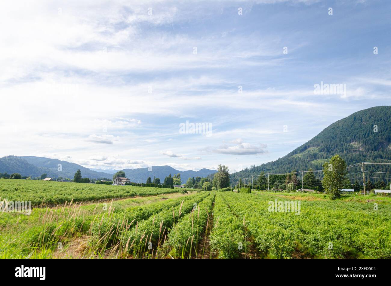 Agricultural farms in the Fraser Valley, BC, Canada Stock Photo - Alamy