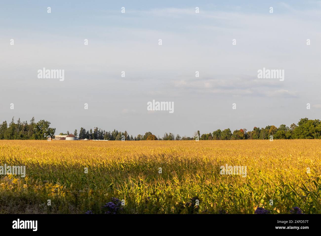 Golden hour over lush field - vibrant wildflowers foreground - distant ...