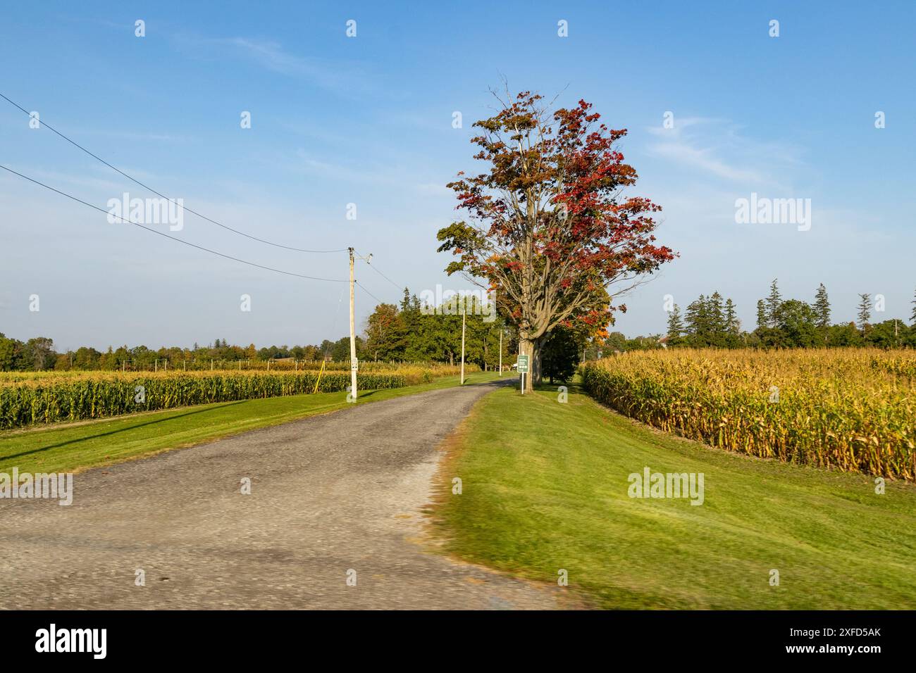 Sunny rural road - surrounded by lush greenery - red-leafed tree under ...