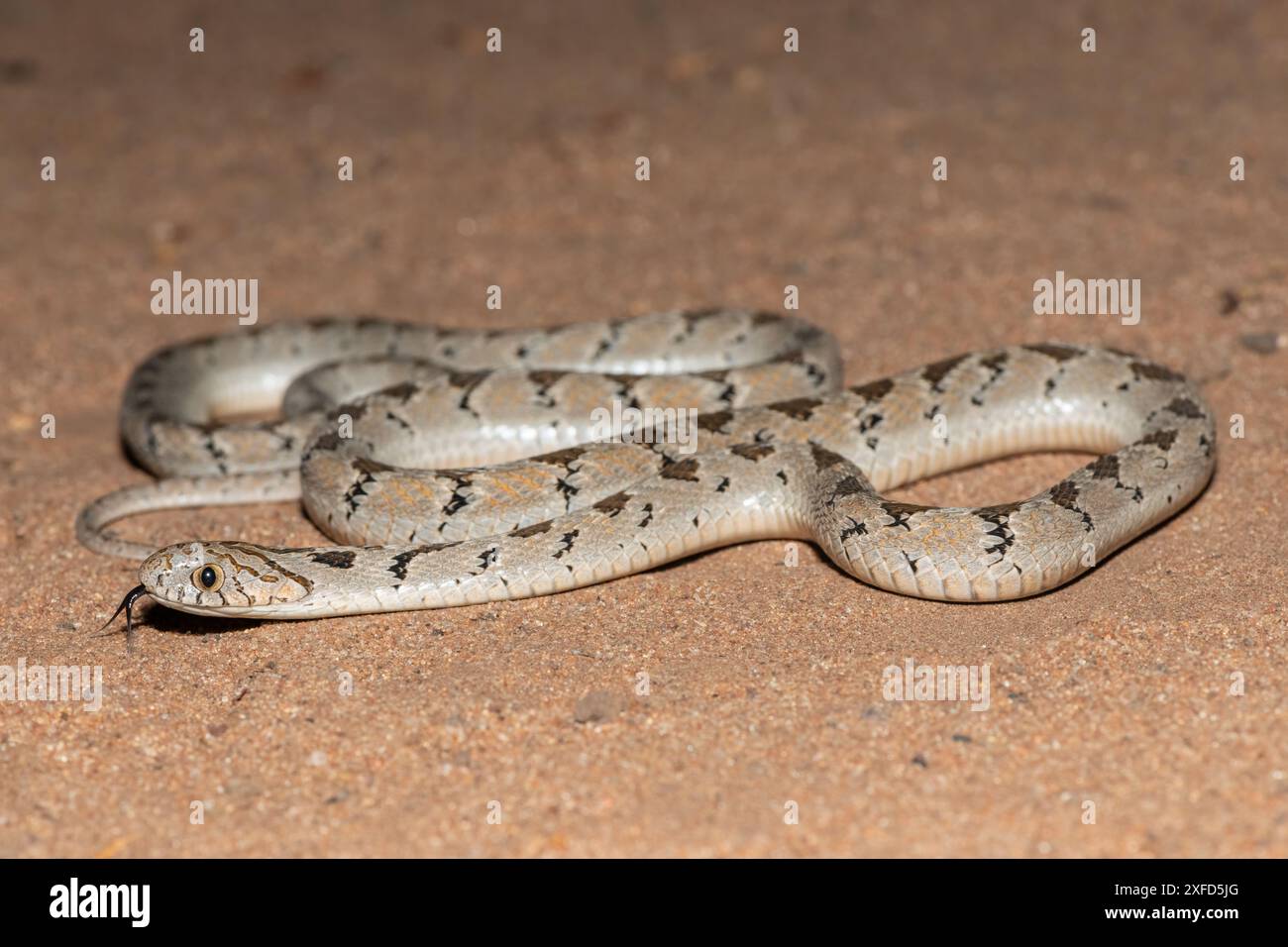 Rhombic egg eater (Dasypeltis scabra), also known as a common egg eater ...