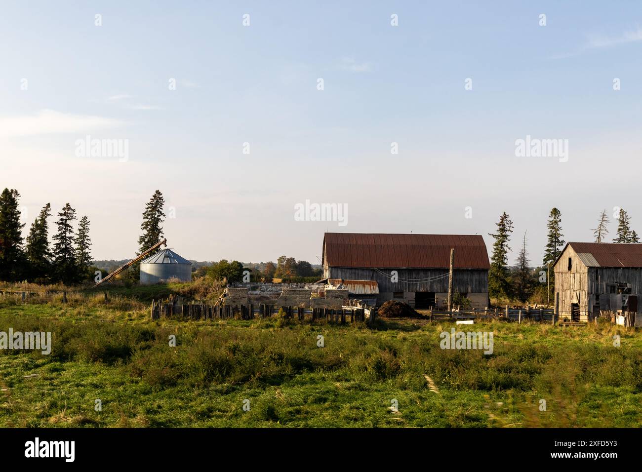 Tall trees in open fields hi-res stock photography and images - Alamy