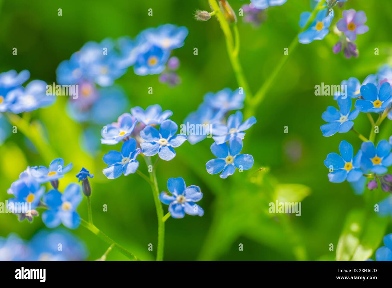 Forget-me-not background in blue tones.Beautiful blue flowers. Spring ...