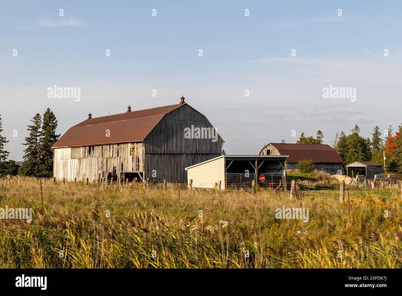 Rustic barn amidst overgrown grass – clear blue sky backdrop – rural ...