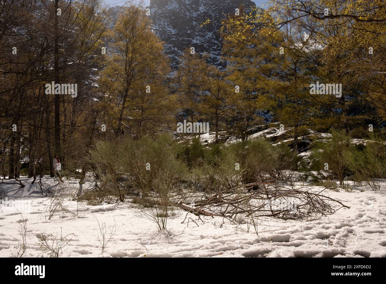 Winter landscape with trees and snow in early springtime. Covao d ...