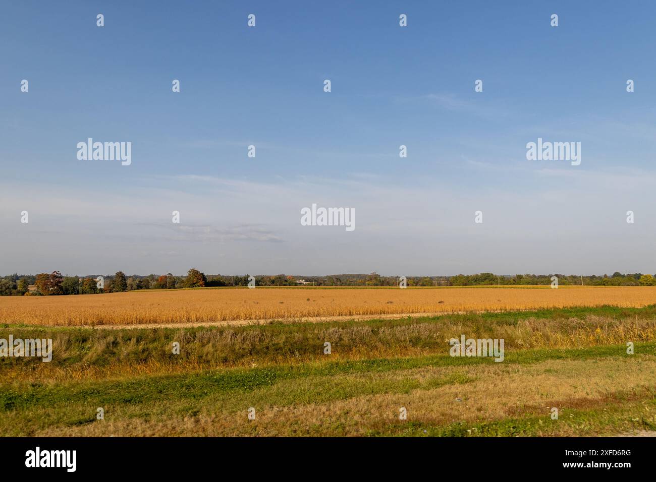 Golden wheat field under blue sky - fluffy clouds - rural landscape ...
