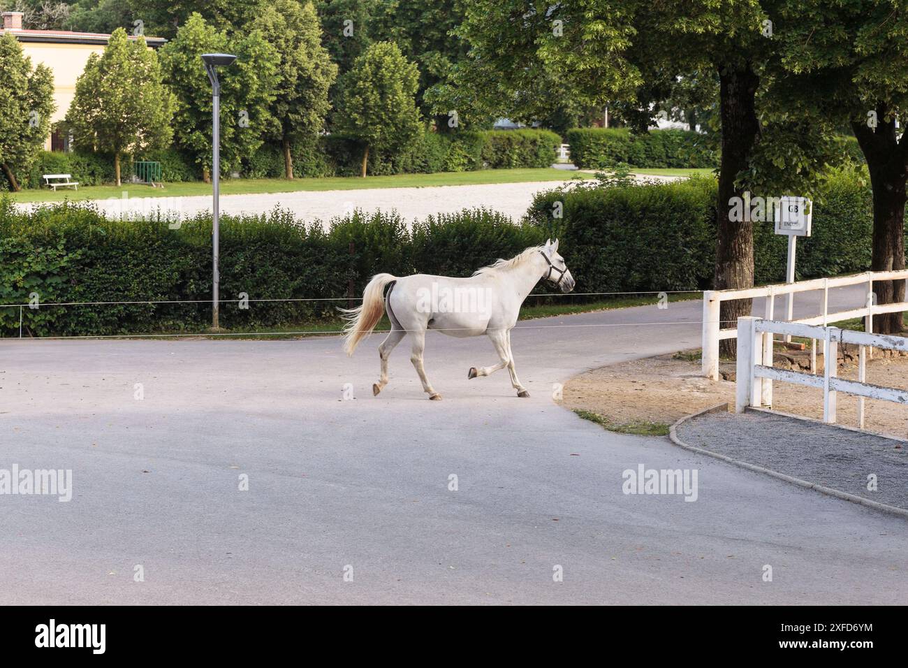 The famous Lipizzan horse return from pasture to the stables, Lipica. Slovenia Stock Photo - Alamy