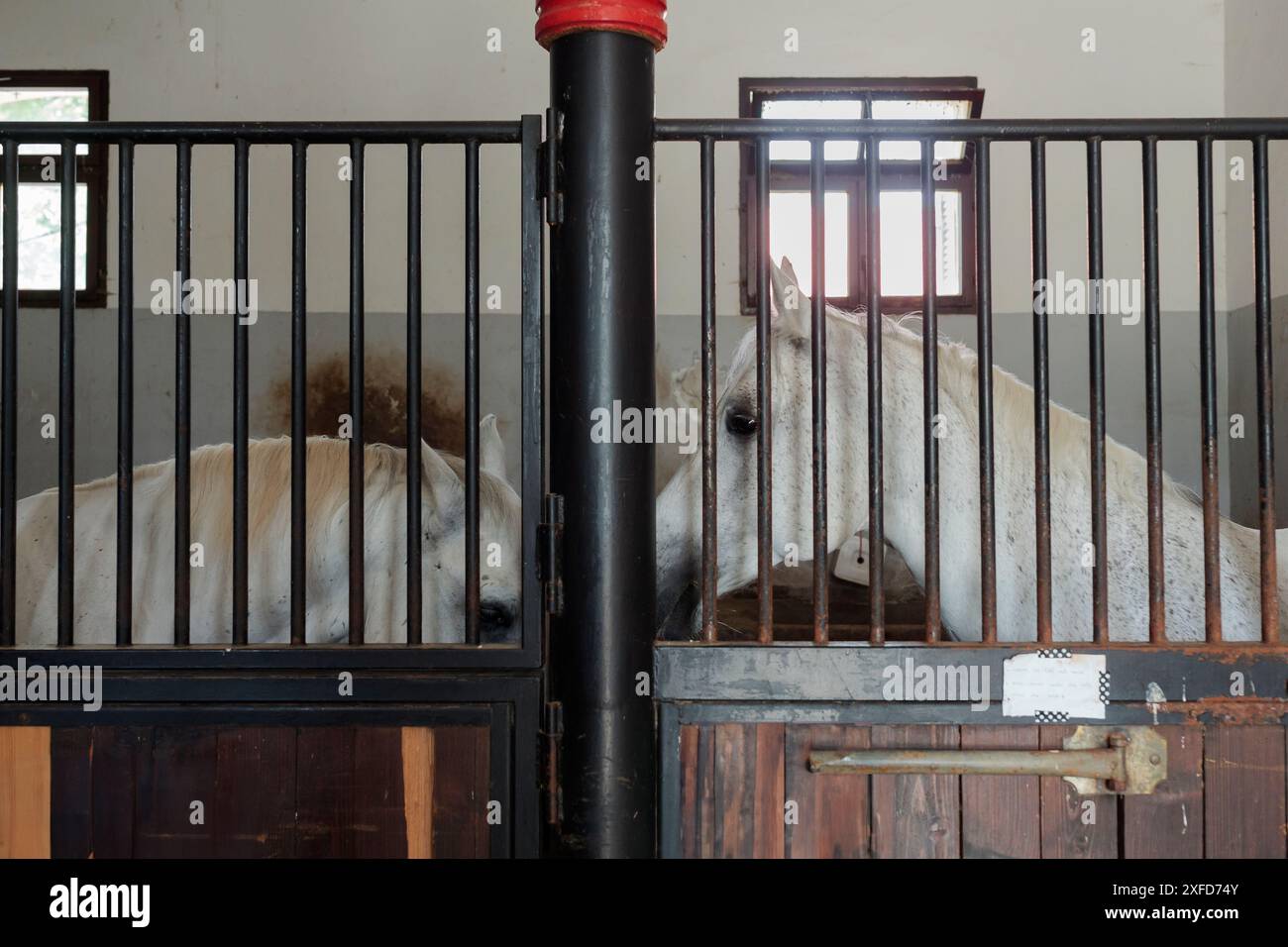 View of Lipizzan horses in the oldest stable at Lipica, Slovenia, where the famous breed has ...