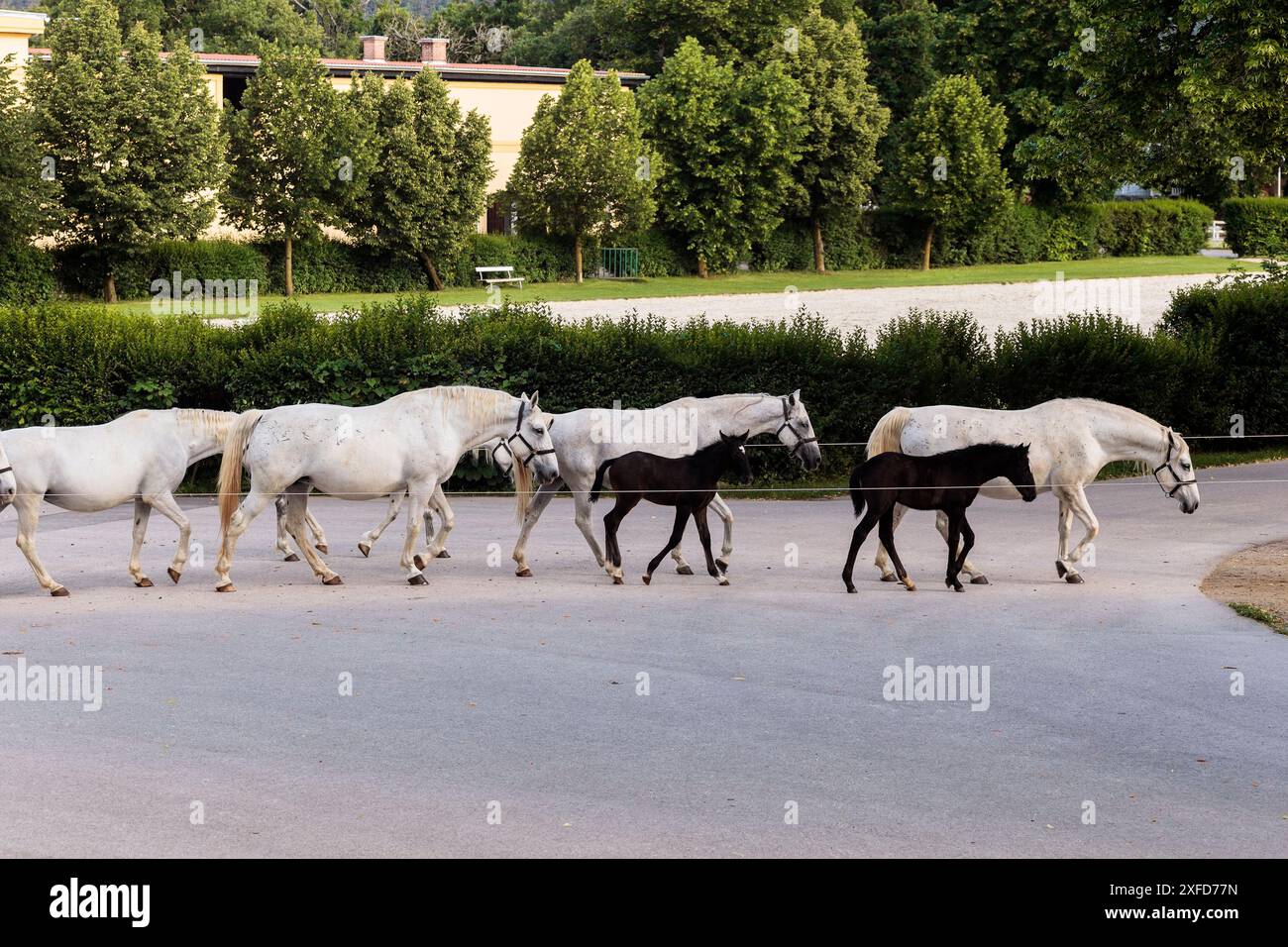 The famous Lipizzan horses with its foal return from pasture to the stables, Lipica. Slovenia ...