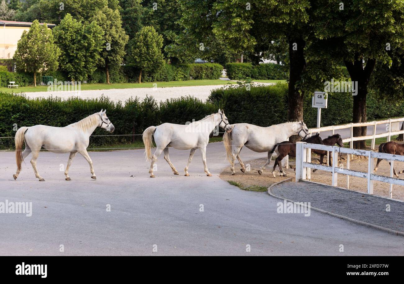 The famous Lipizzan horses with its foal return from pasture to the stables, Lipica. Slovenia ...