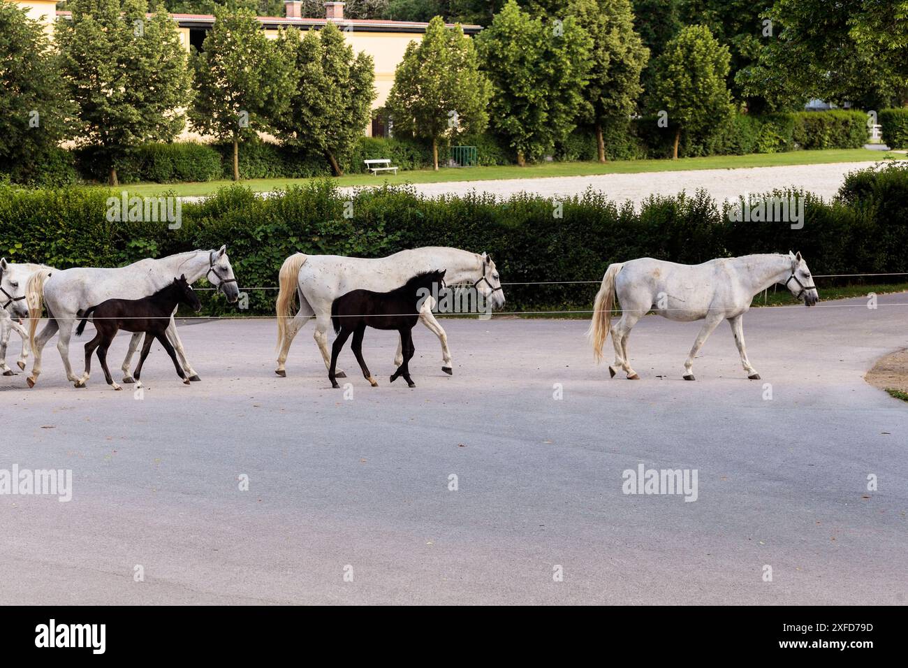 The famous Lipizzan horses with its foal return from pasture to the stables, Lipica. Slovenia ...
