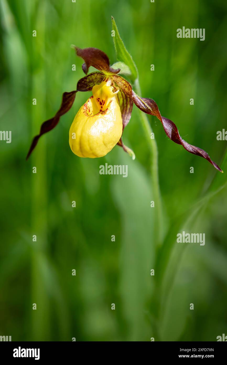 Makasin hi-res stock photography and images - Alamy