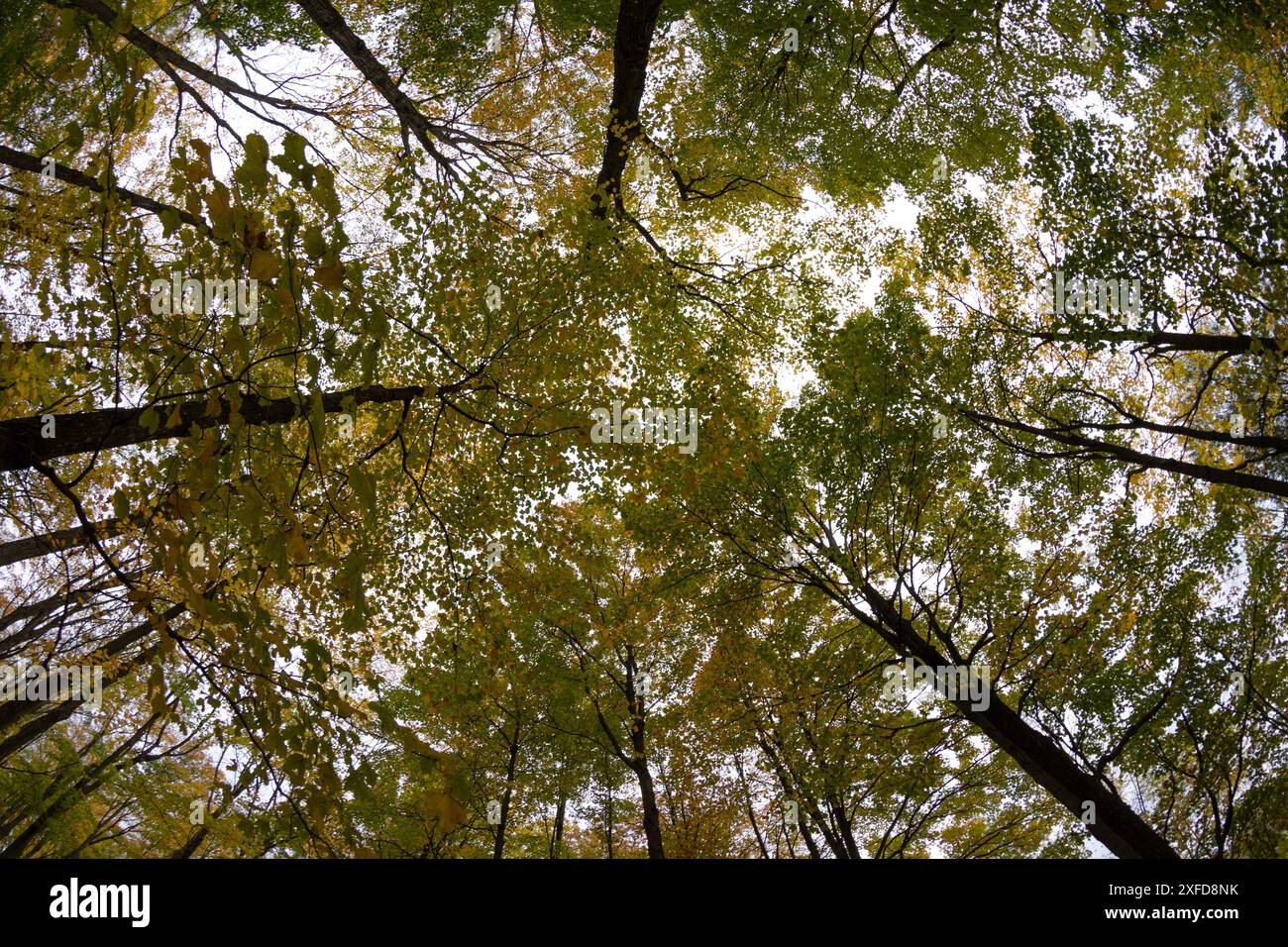 Arboreal ceiling view hi-res stock photography and images - Alamy