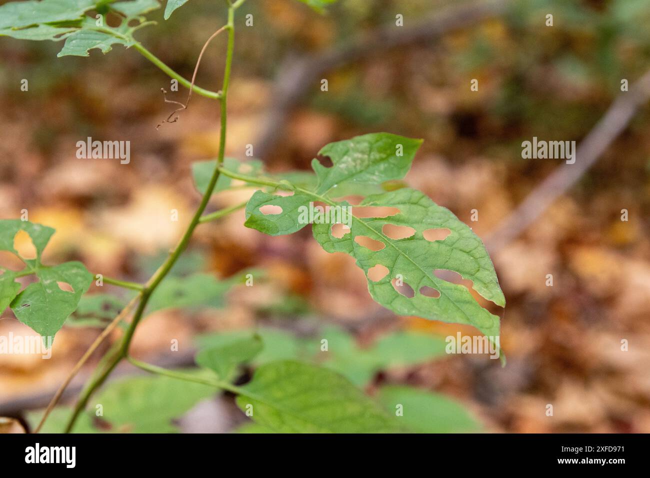 Vibrant green leaf with multiple holes - insect feeding - blurred ...