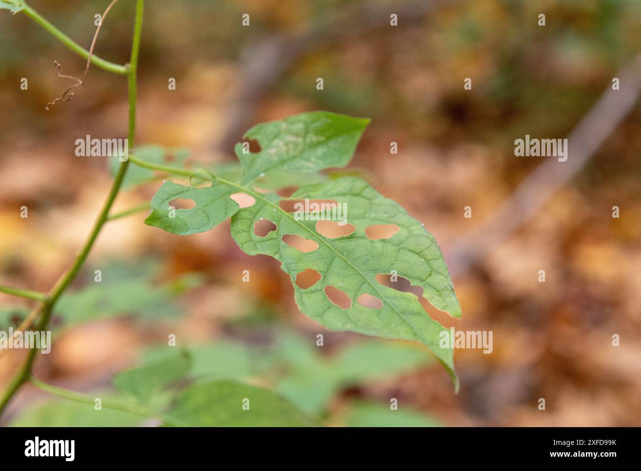 Vibrant green leaf with multiple holes - insect feeding - blurred ...