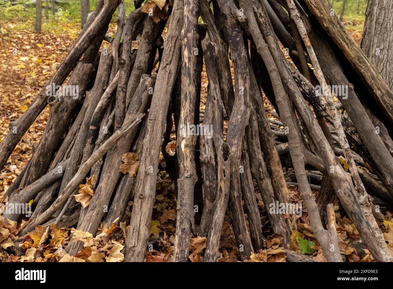 Handmade forest shelter constructed with sticks - nestled among trees ...