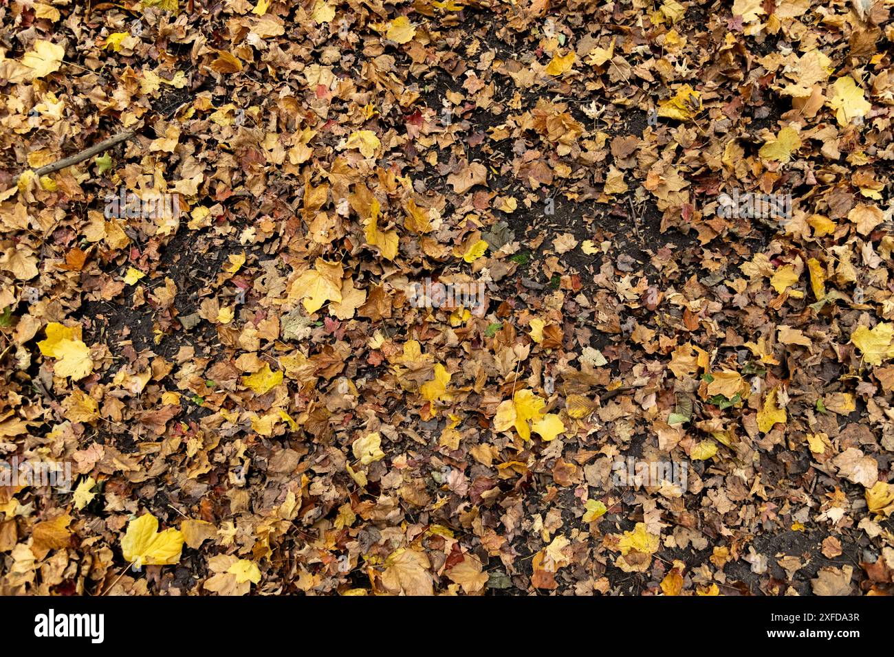 Vibrant autumn leaves scattered on ground - seasonal change - texture ...