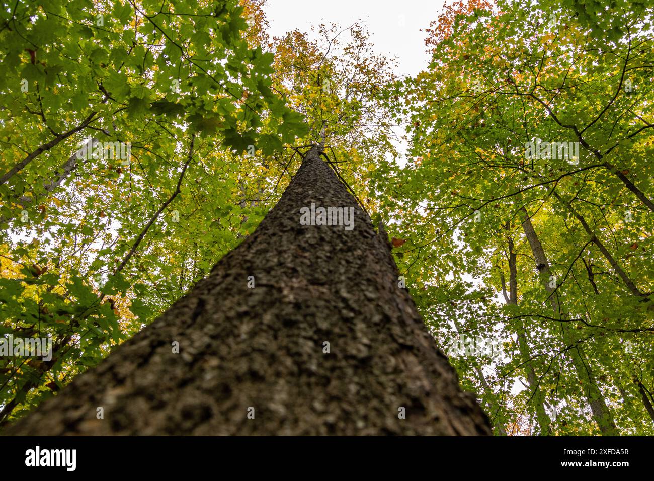 Vibrant autumn foliage surrounds tall, rough-barked tree - upward ...