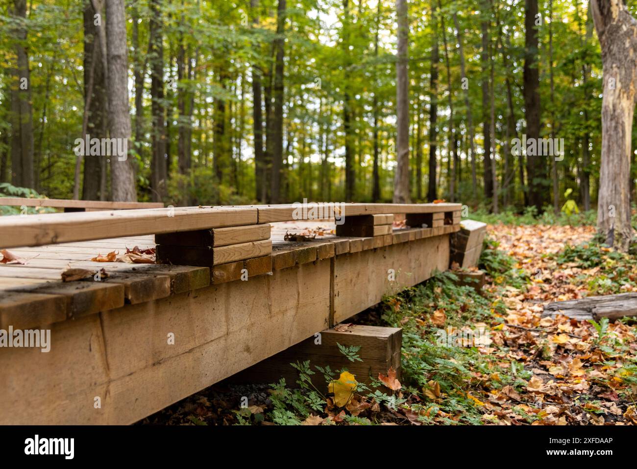 Wooden boardwalk bridge - autumn forest - low angle view - fallen ...