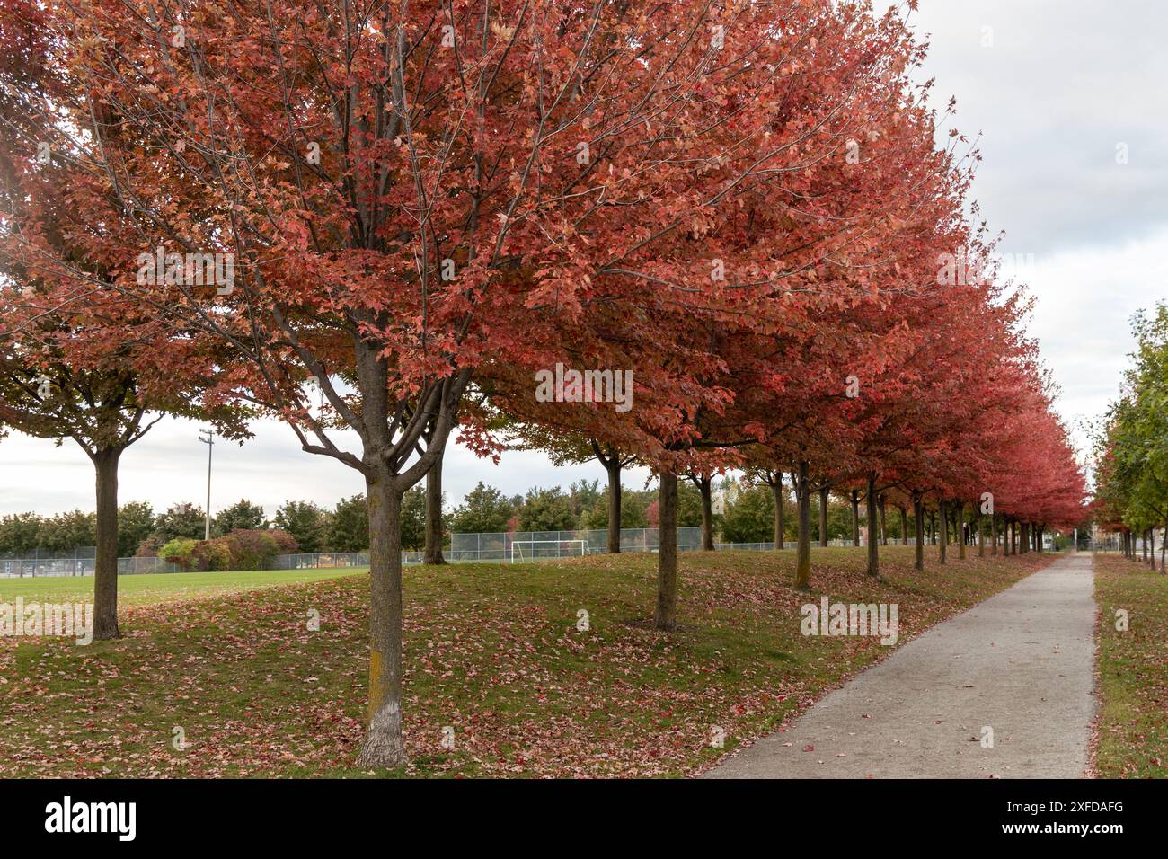 Row of red-leafed trees lining a paved walkway in autumn - cloudy sky ...