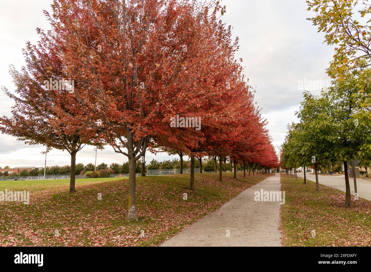 Arboreal walkway hi-res stock photography and images - Alamy