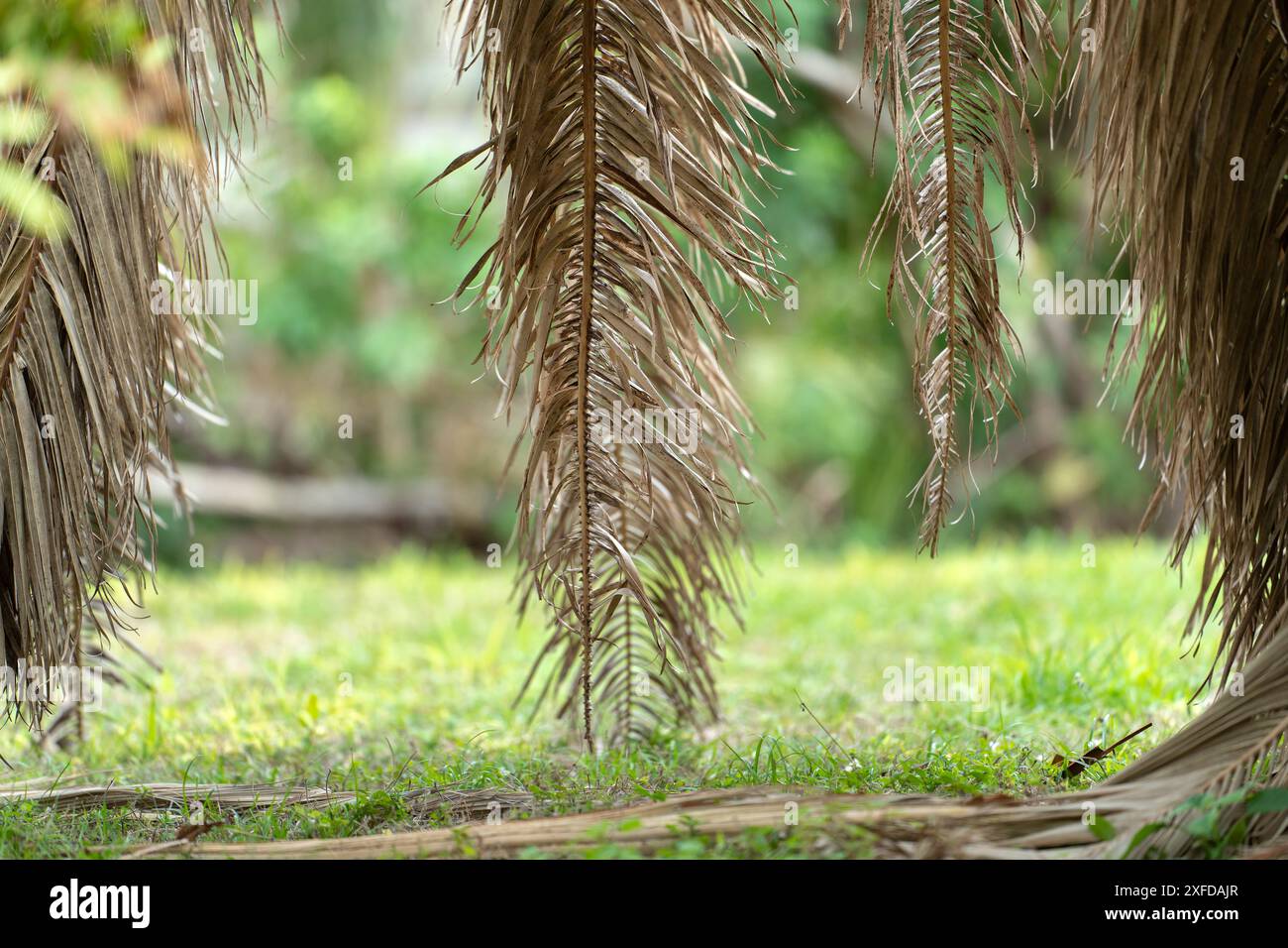 Root dead palm tree hi-res stock photography and images - Alamy