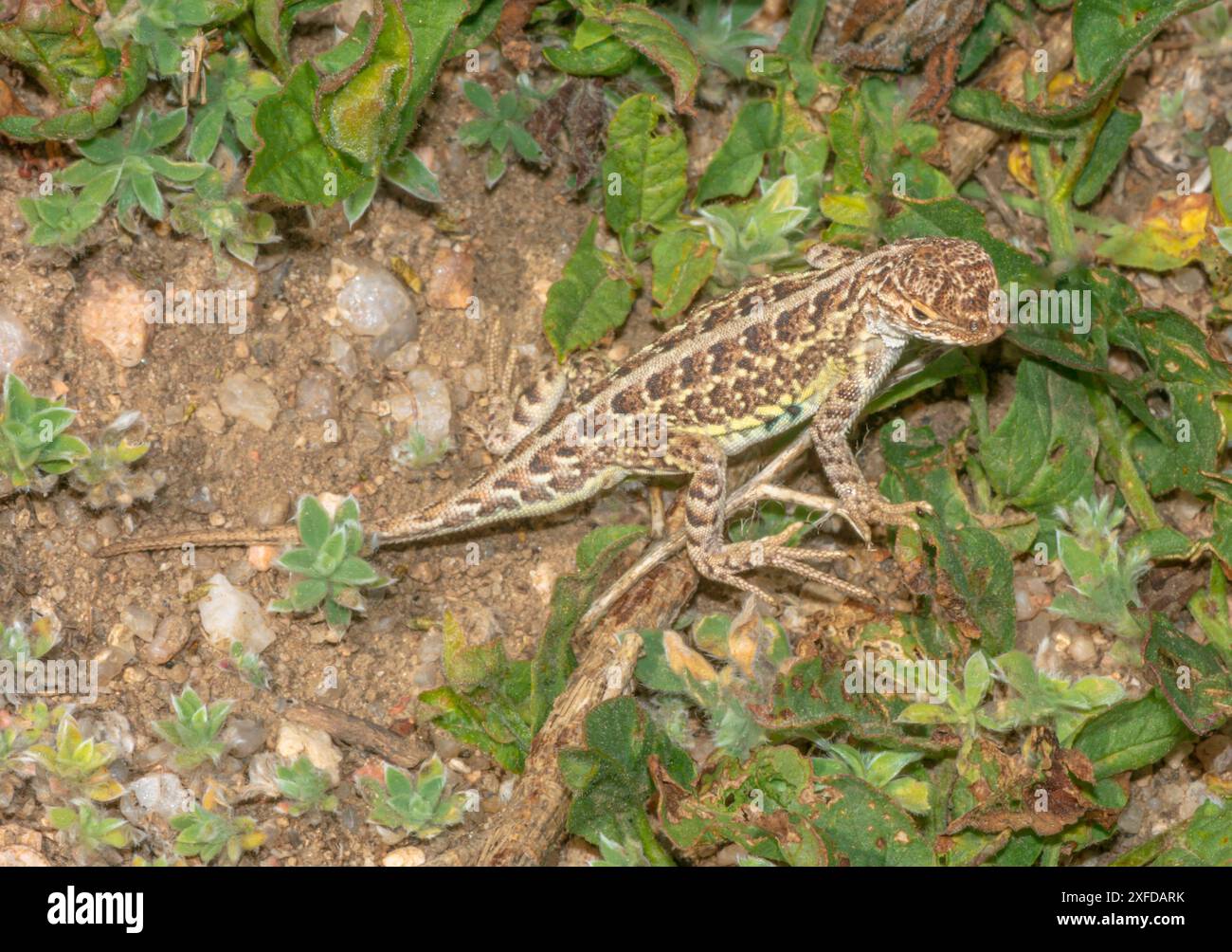 Lizard habitat usa hi-res stock photography and images - Alamy