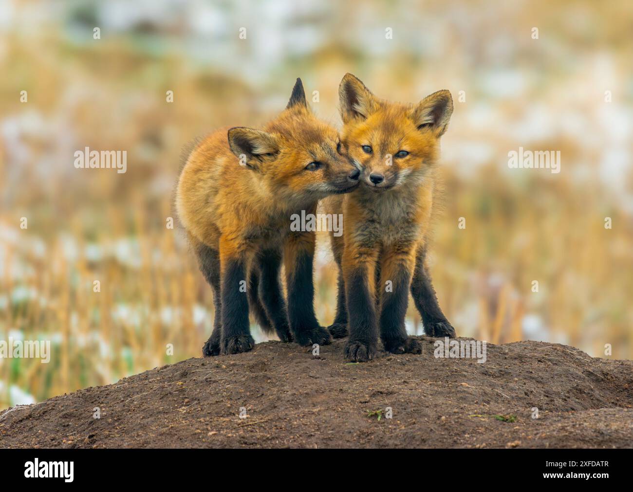 Silver foxes family canidae hi-res stock photography and images - Alamy