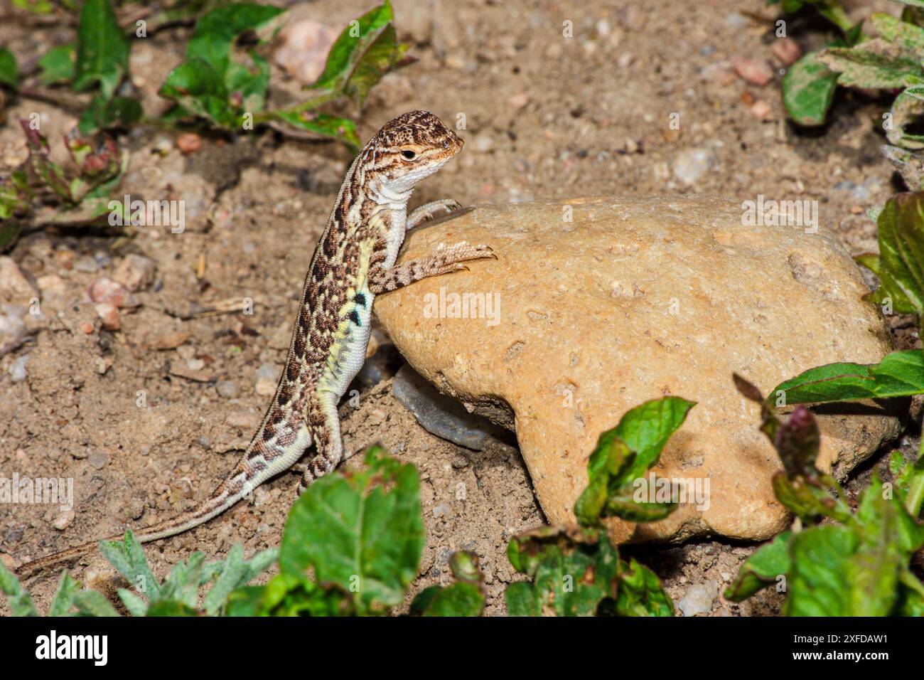 Western lesser earless lizard hi-res stock photography and images - Alamy