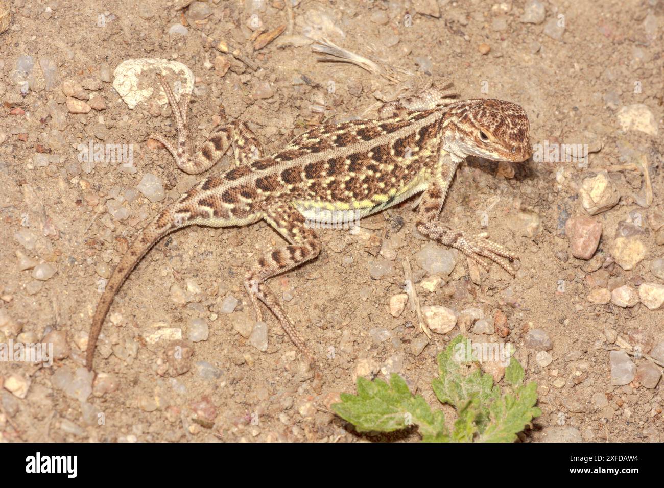 Lesser earless lizards hi-res stock photography and images - Alamy