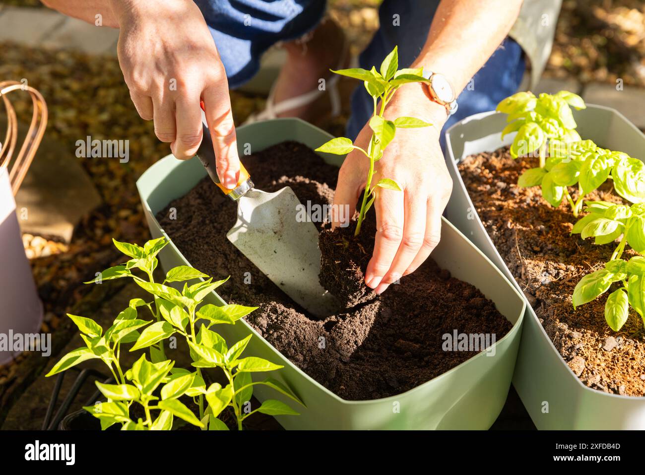 Planting seedlings in garden, person using trowel for home gardening ...