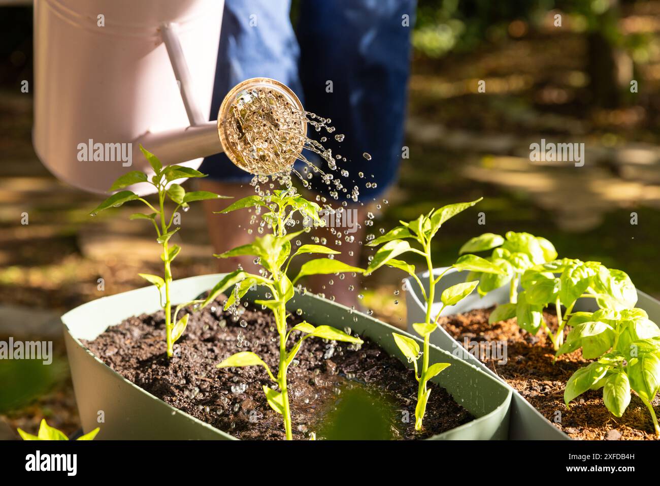 Watering plants in garden, person nurturing seedlings in sunlight Stock ...