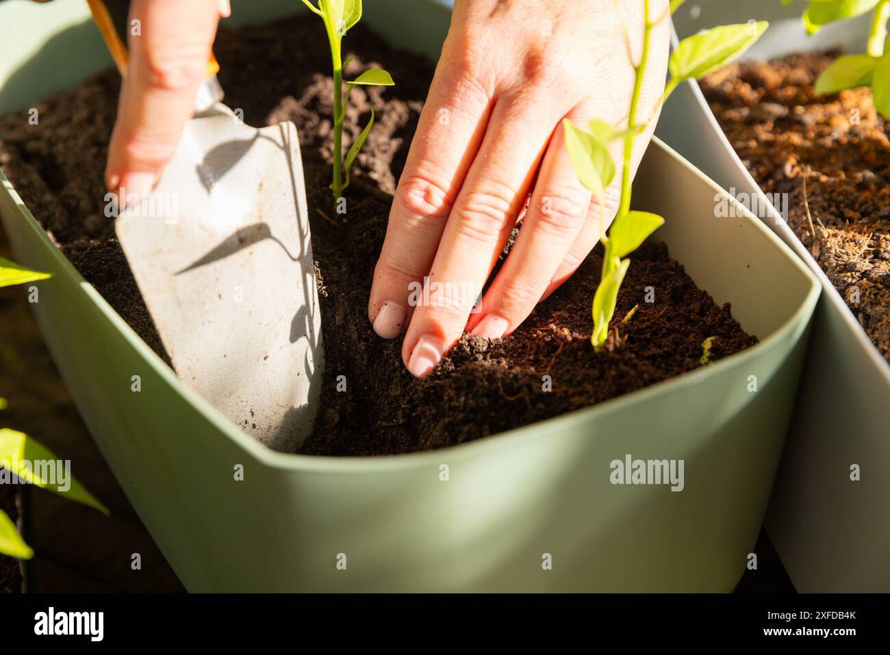 Planting seedlings in soil, person using trowel for gardening at home ...