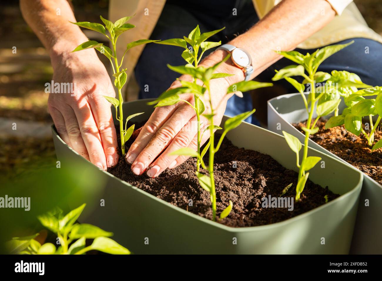 Planting seedlings in garden containers, person nurturing young plants ...