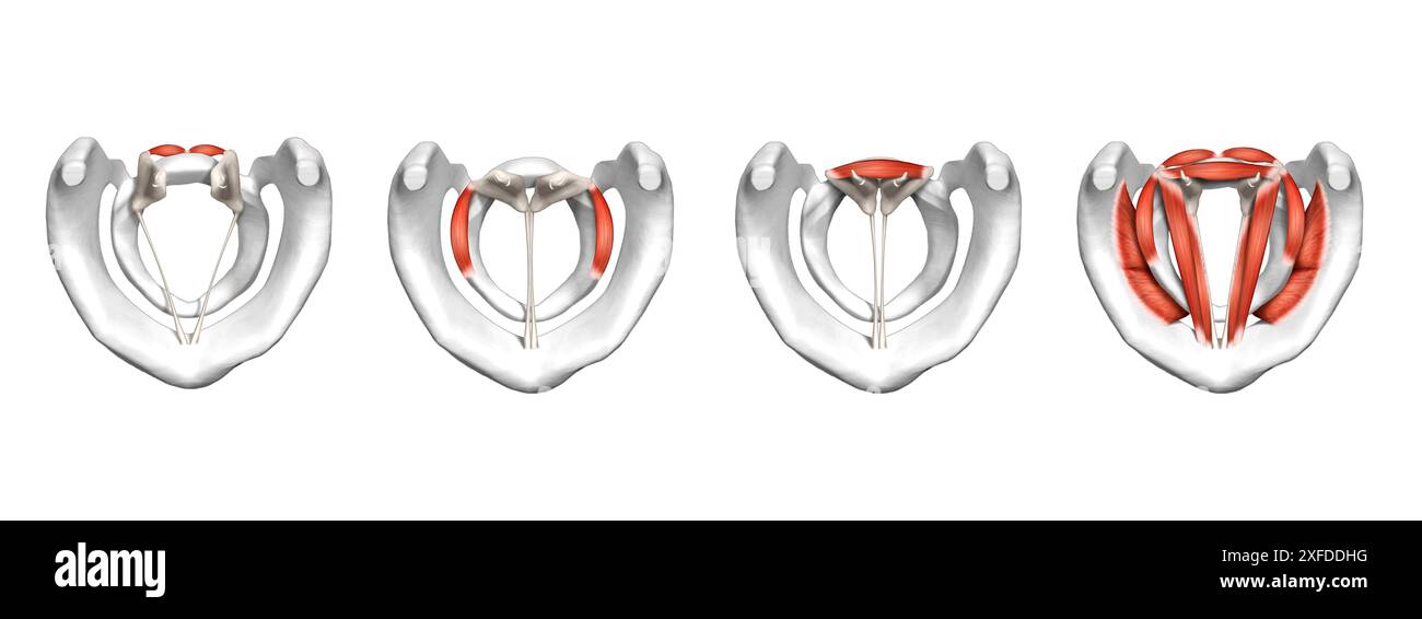 Illustration of the larynx adductor muscles including (from right to ...