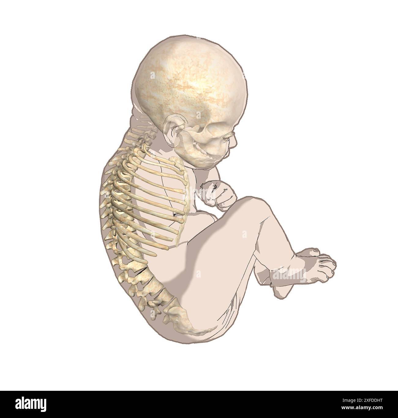 Illustration of a baby's spine Stock Photo - Alamy