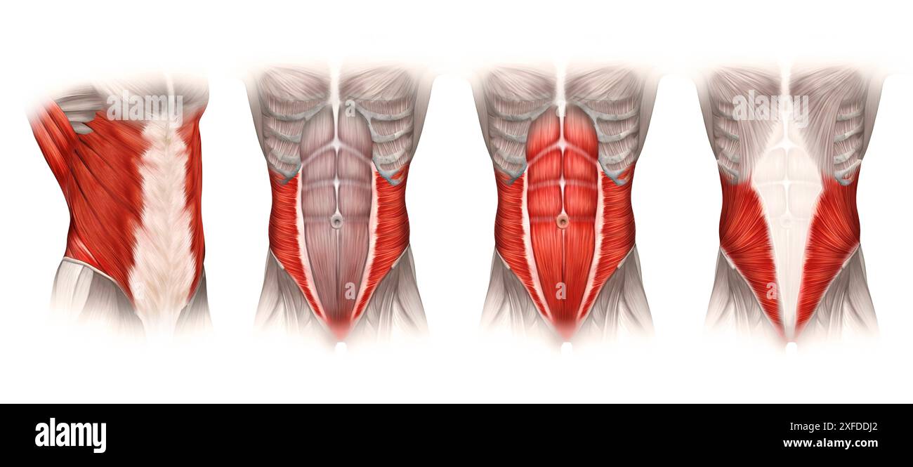 Illustration of the abdominal muscles including (from left to right ...