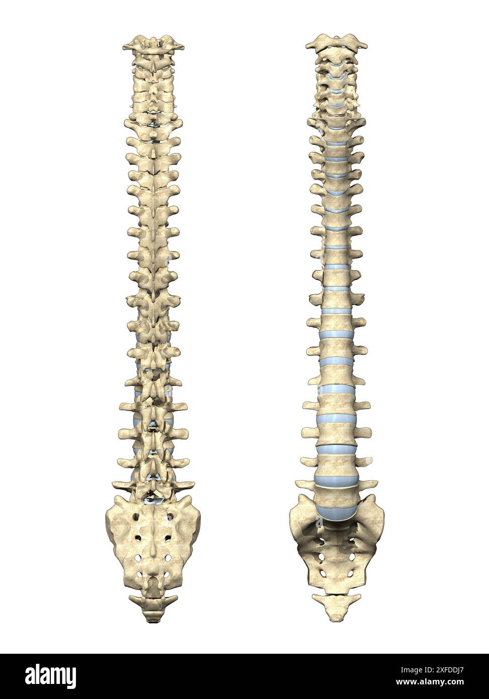Illustration of the front and back of the spinal column Stock Photo - Alamy