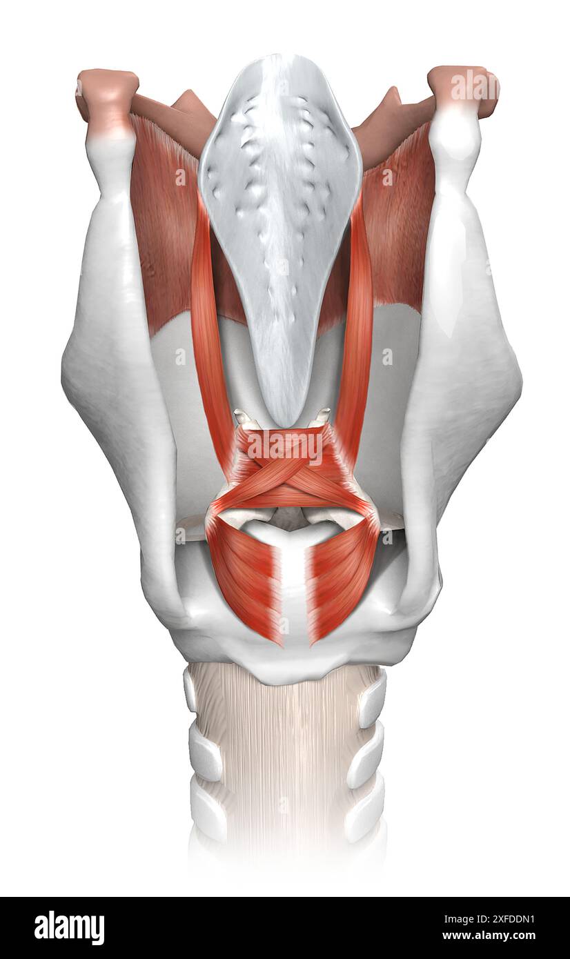 Illustration of the posterior view of the larynx Stock Photo - Alamy