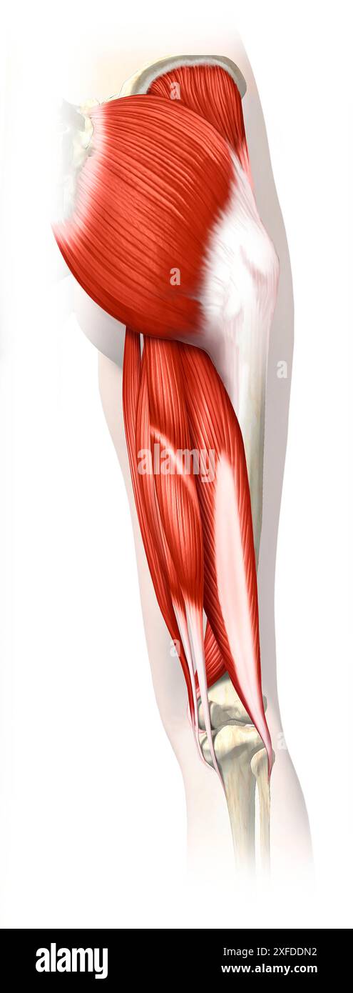 Illustration showing the hamstring muscles Stock Photo - Alamy